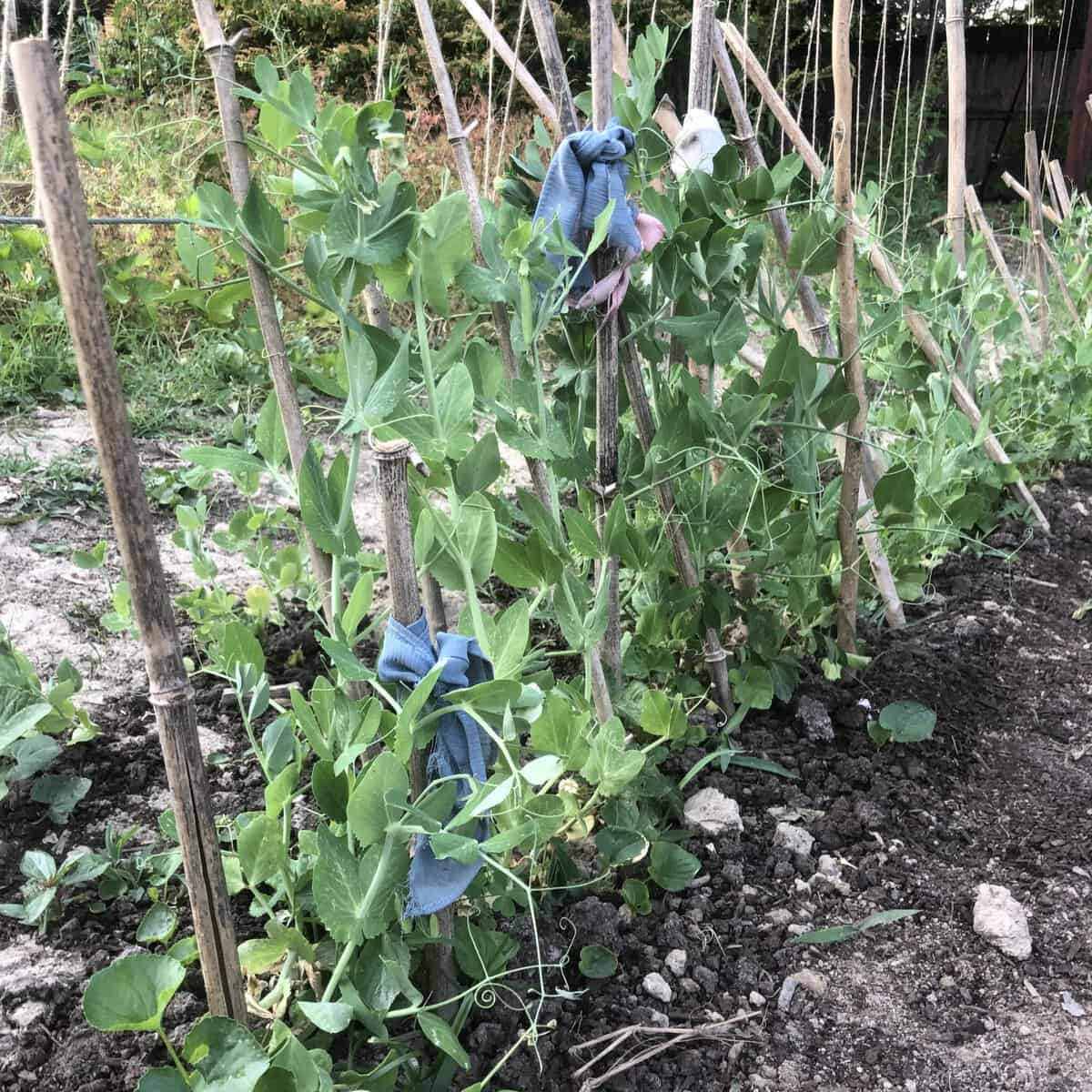 6 Ways to Turn Household Trash into Garden Treasures - Enjoying RVA and ...